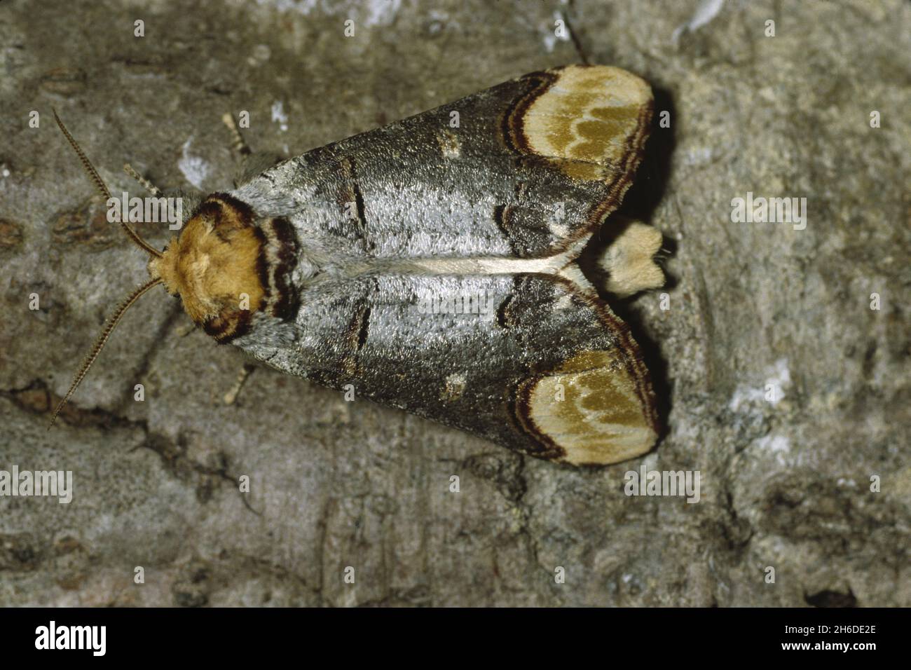 Buff-tip moth, Buff tip caterpillar (Phalera bucephala), sits on bark ...