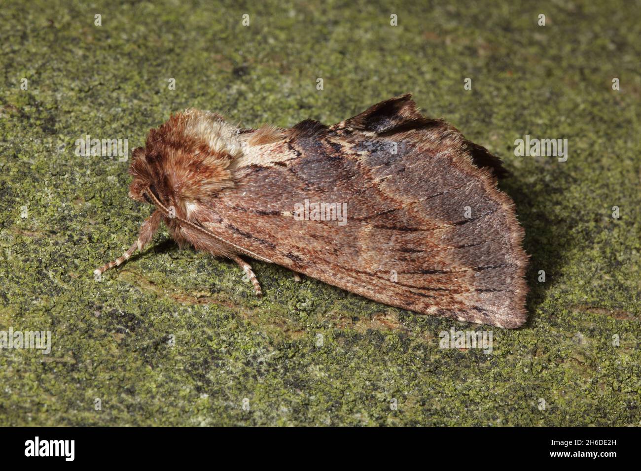 coxcomb prominent (Ptilodon capucina, Lophopteryx capucina), sits on ...