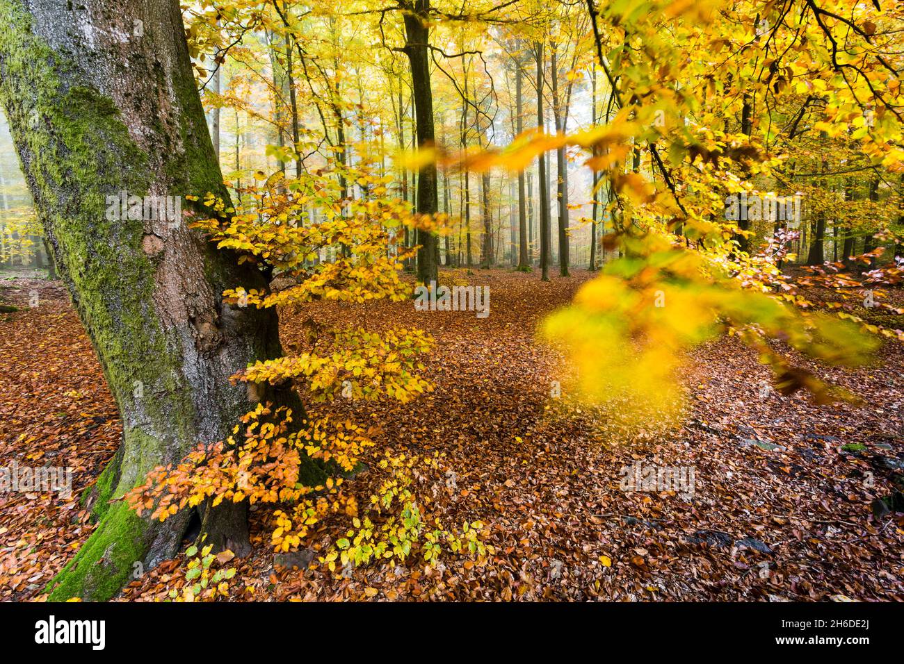 common beech (Fagus sylvatica), with autumn colours at forest edge ...
