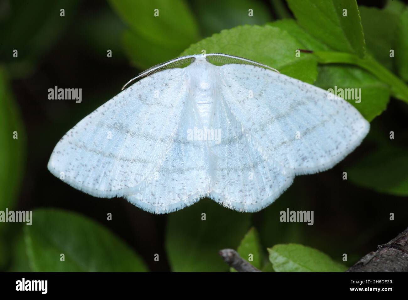 White wave hi-res stock photography and images - Alamy