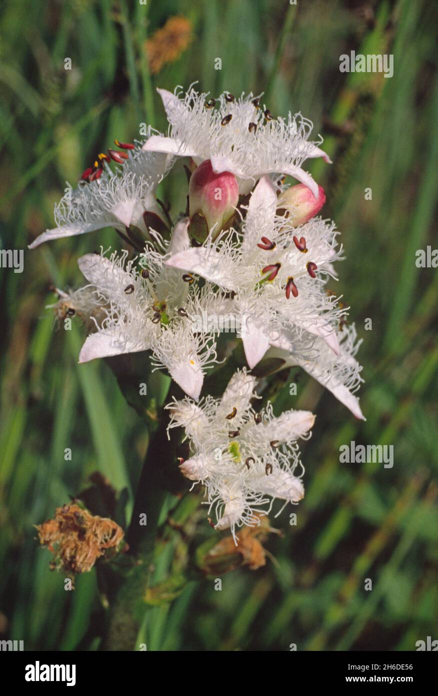 bogbean, buckbean (Menyanthes trifoliata), single inflorescence ...