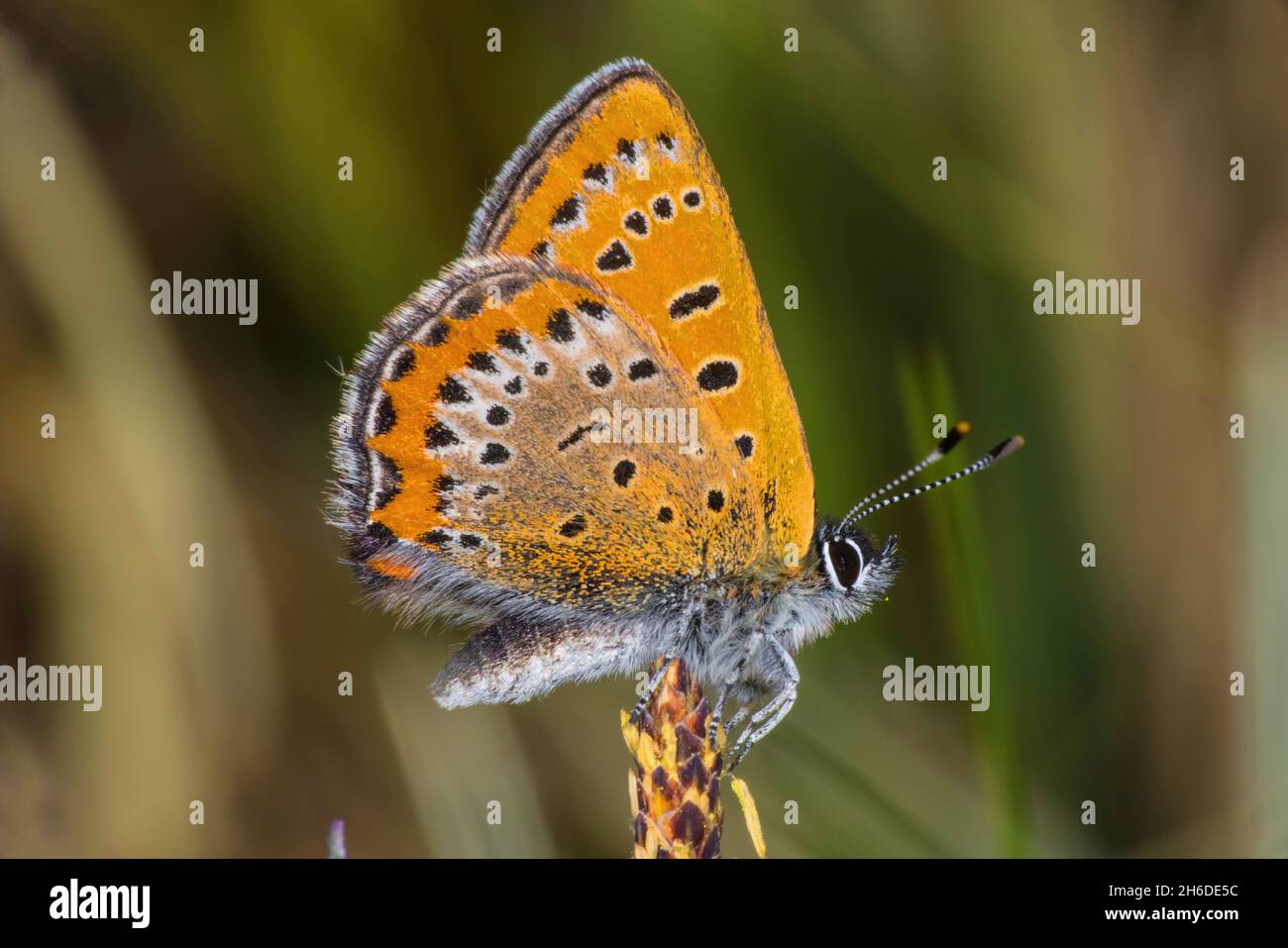 Violet Copper (Lycaena helle), sits on a grass ear, Germany Stock Photo ...
