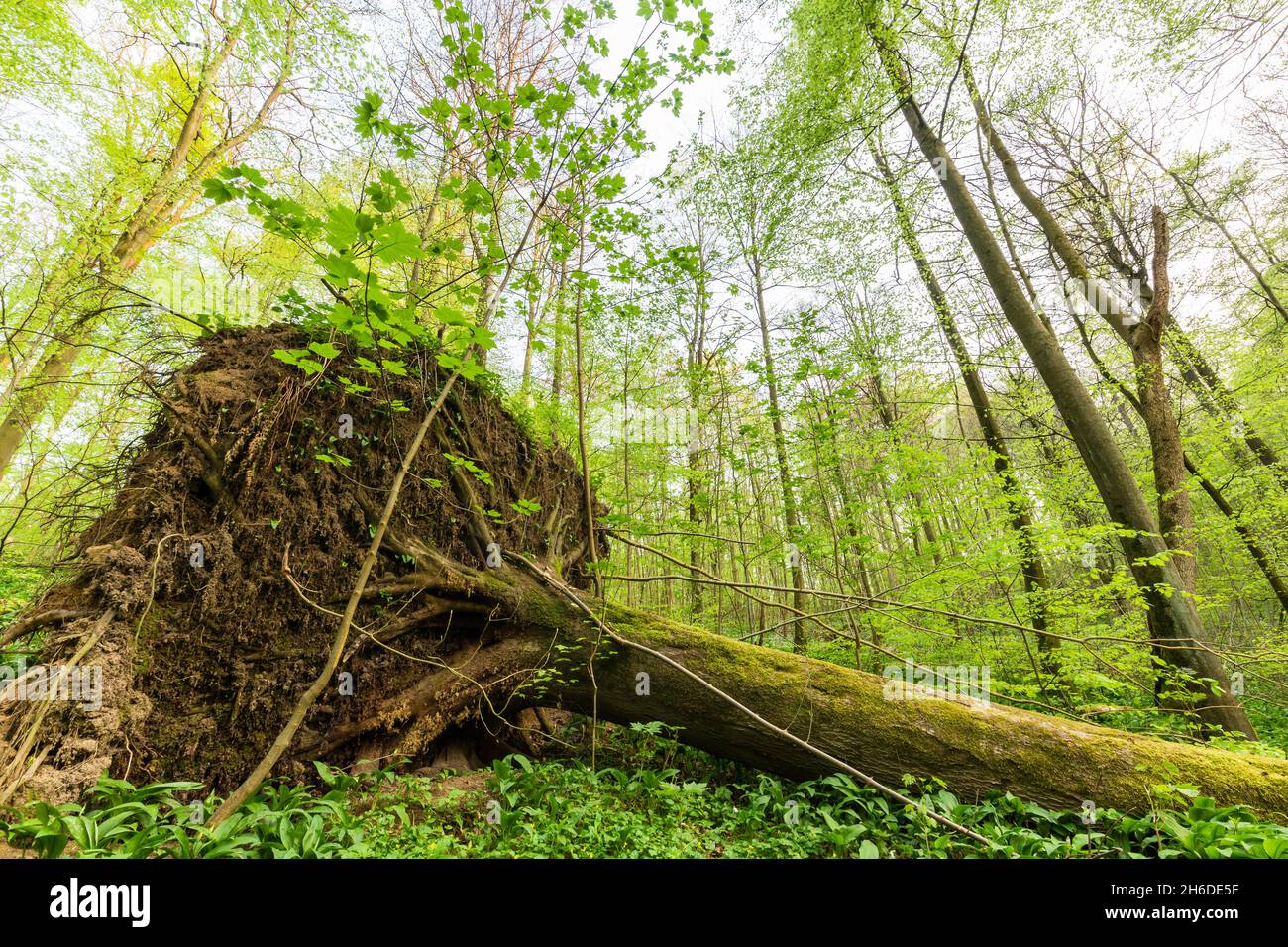 common beech (Fagus sylvatica), beech forest with fallen tree, Tree of ...