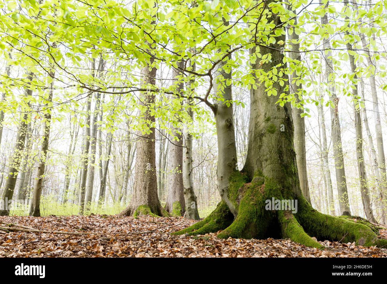 common beech (Fagus sylvatica), young beech with fresh leaves in a ...