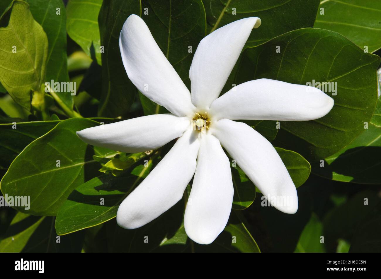 Gardenia flower hi-res stock photography and images - Alamy