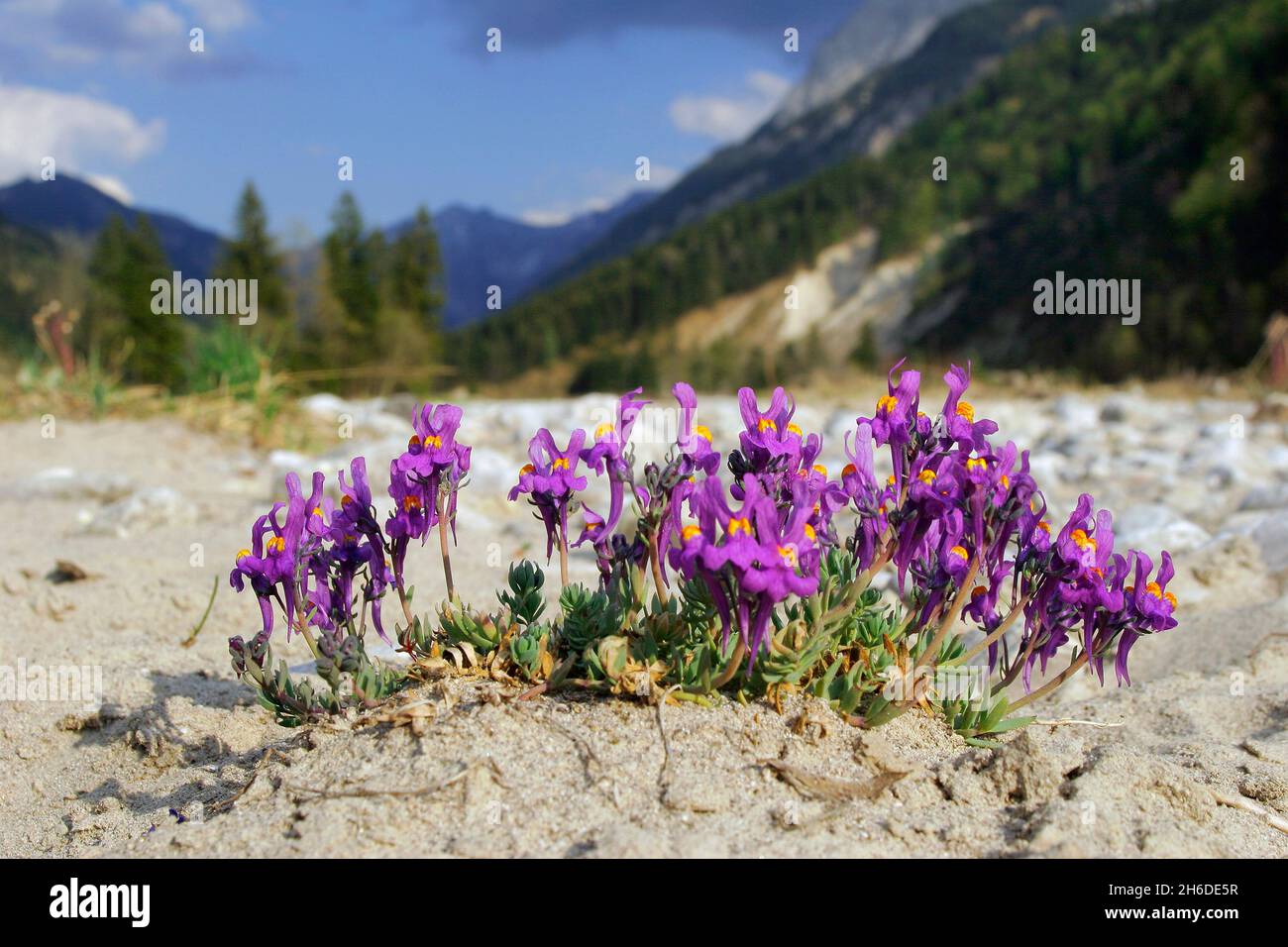 alpine toadflax (Linaria alpina), blooming on sandy ground in Alpine ...