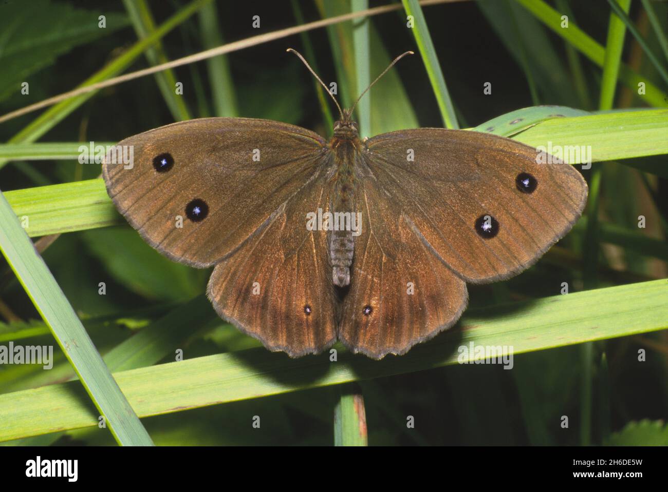 dryad (Minois dryas, Satyrus dryas), male at a blade of grass, view ...