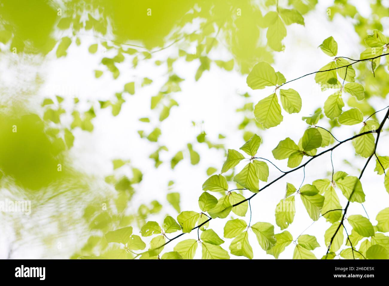 common beech (Fagus sylvatica), twig with young leaves in spring in ...