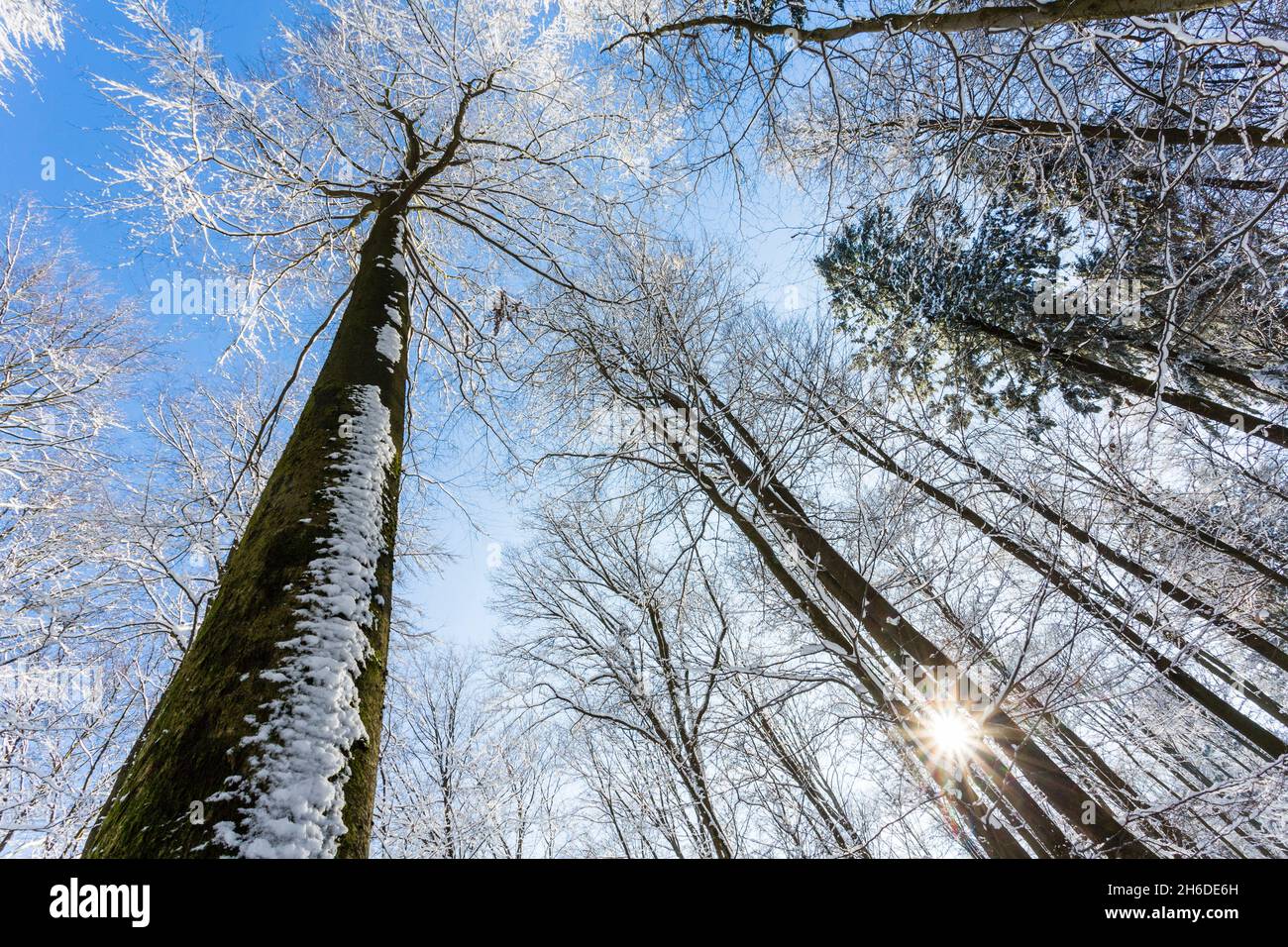 common beech (Fagus sylvatica), beeches with snow-covered twigs from ...