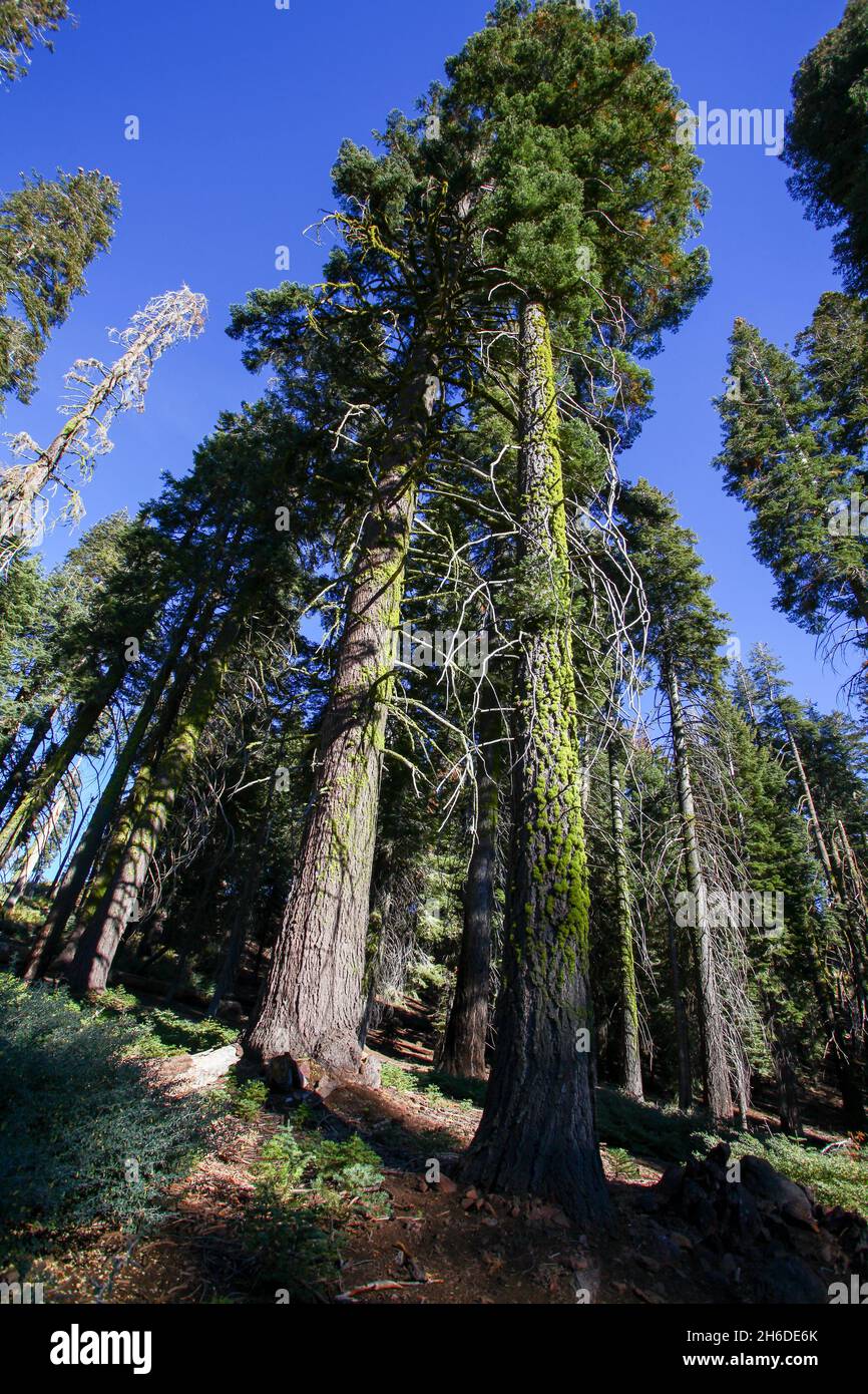 Giant Sequoia (Redwood) trees at Sequoia and Kings National Park ...