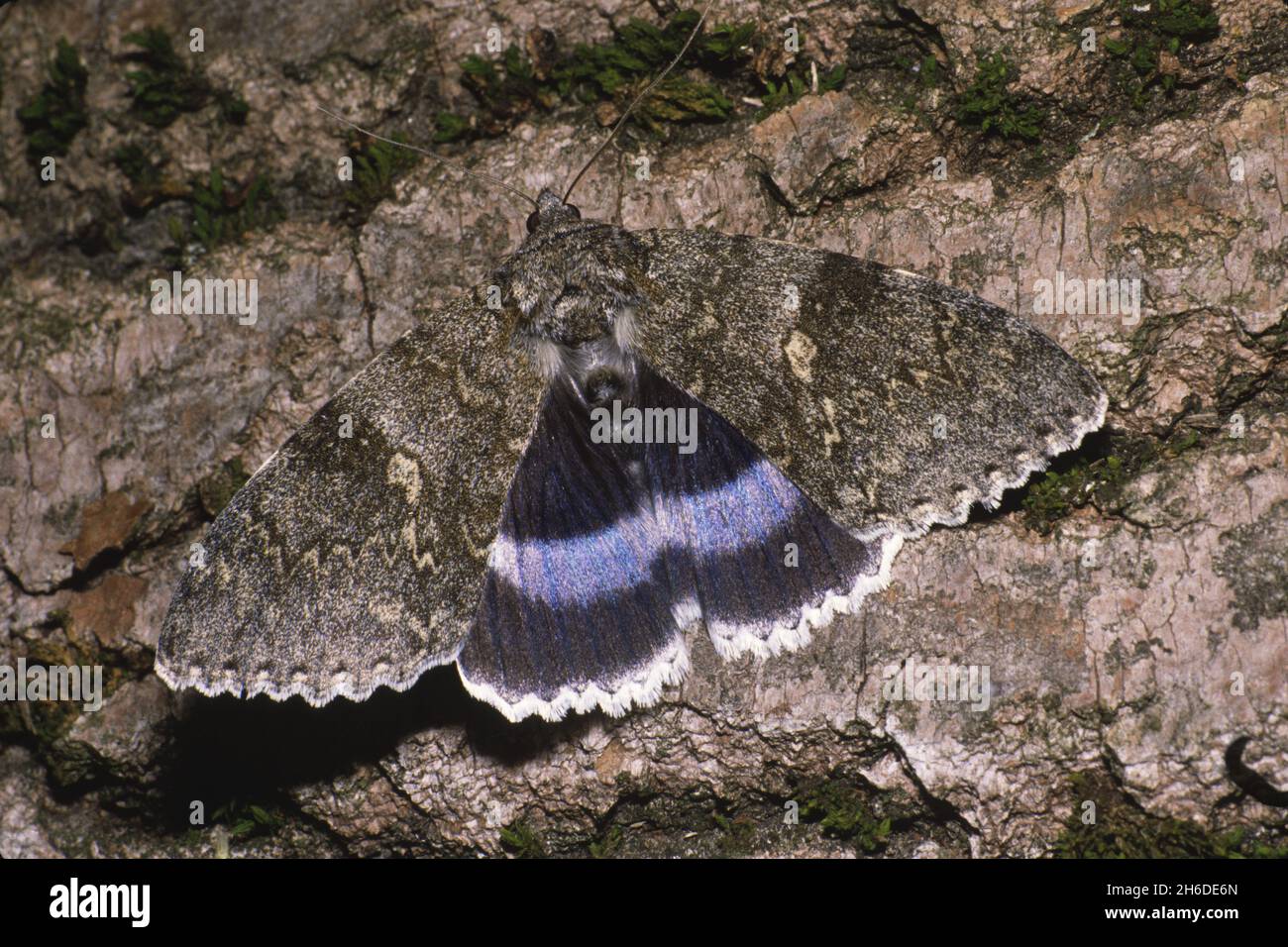 Blue underwing moth hi-res stock photography and images - Alamy