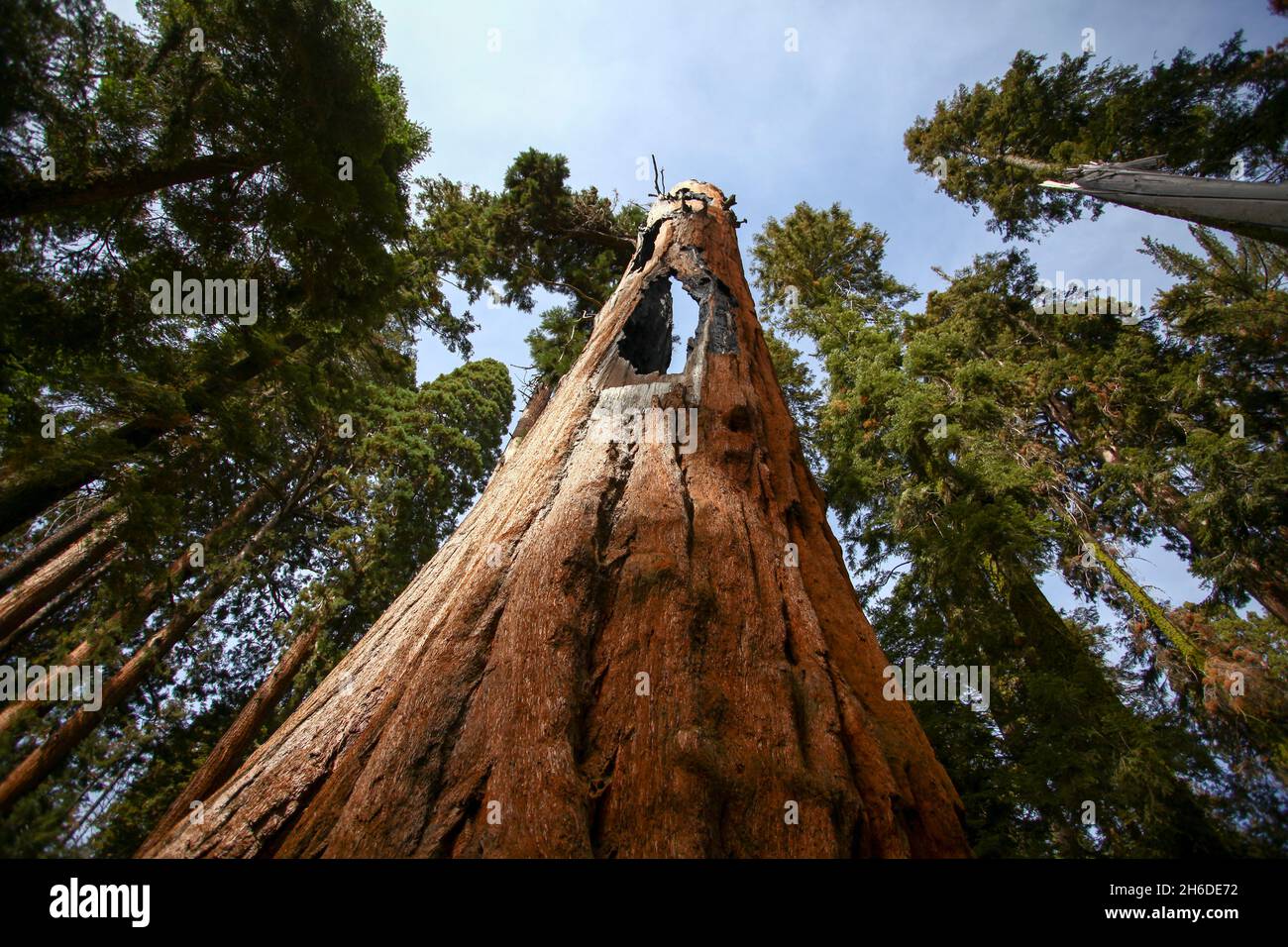 Redwood tourism hi-res stock photography and images - Alamy