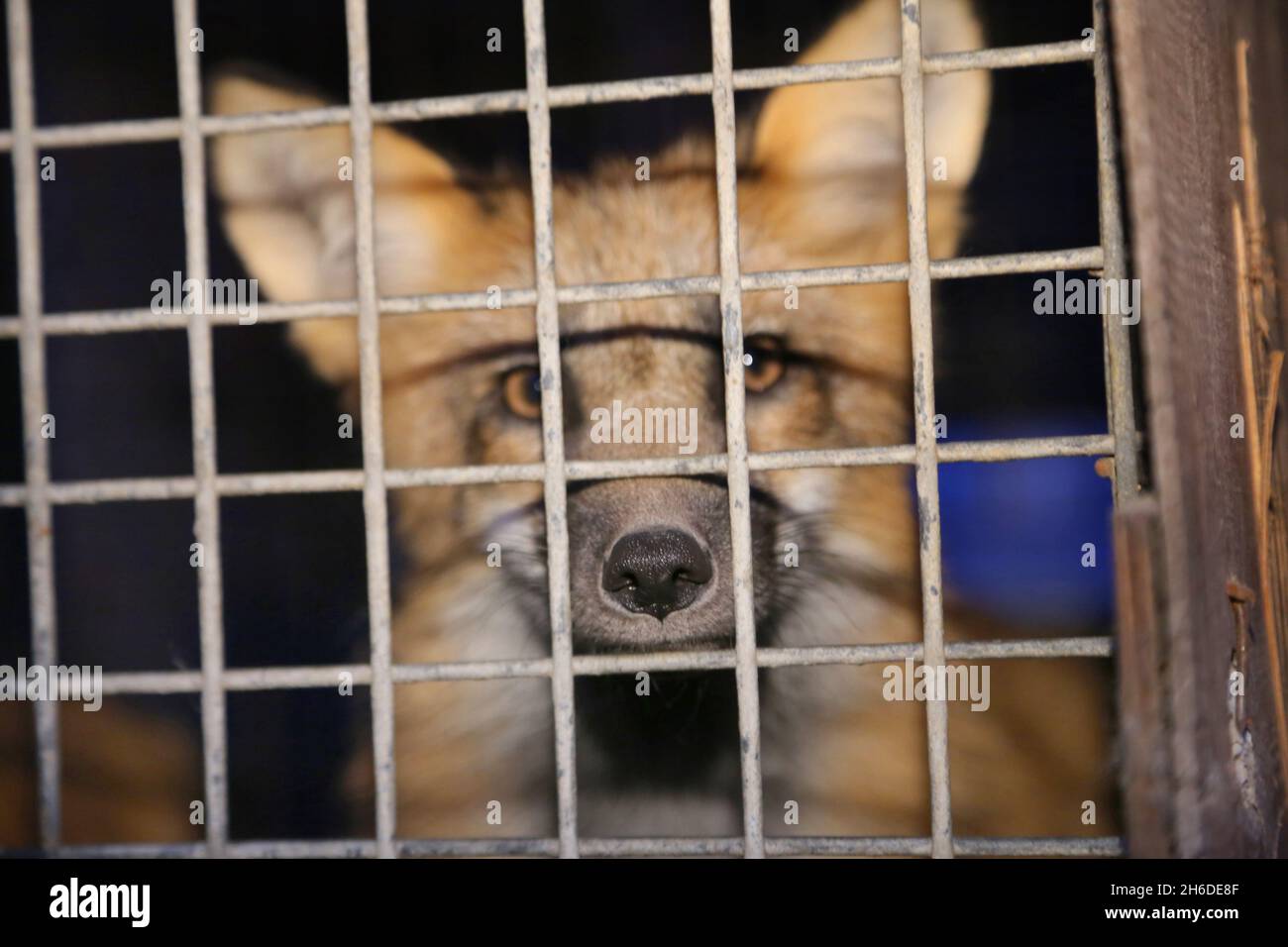 Fox farms hi-res stock photography and images - Alamy