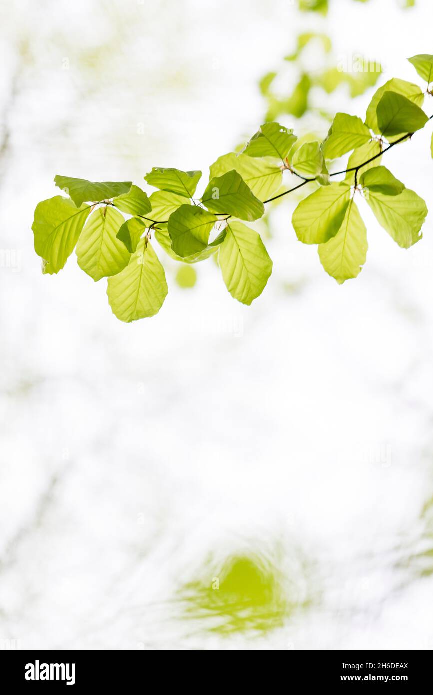 common beech (Fagus sylvatica), twig with young leaves in spring in ...
