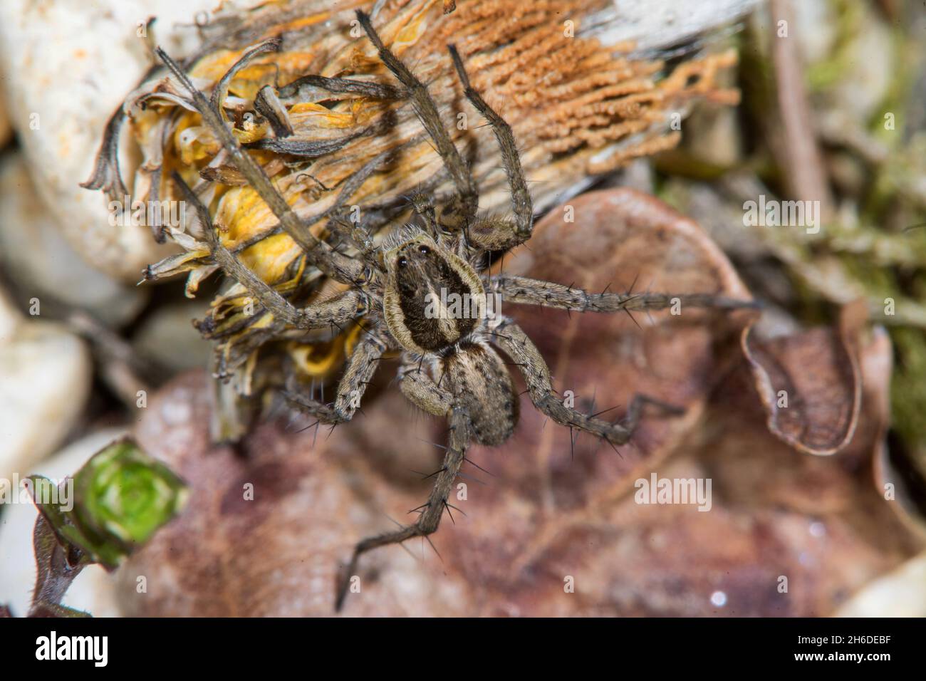 pin-stripe wolf spider (Pardosa monticola), female, Germany Stock Photo ...