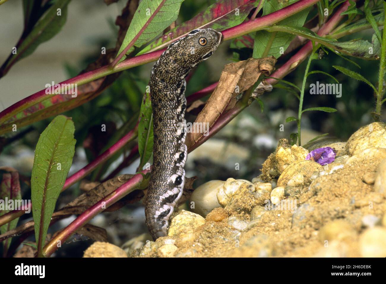 Caterpillar of the evening primrose hawkmoth proserpinus proserpina on ...