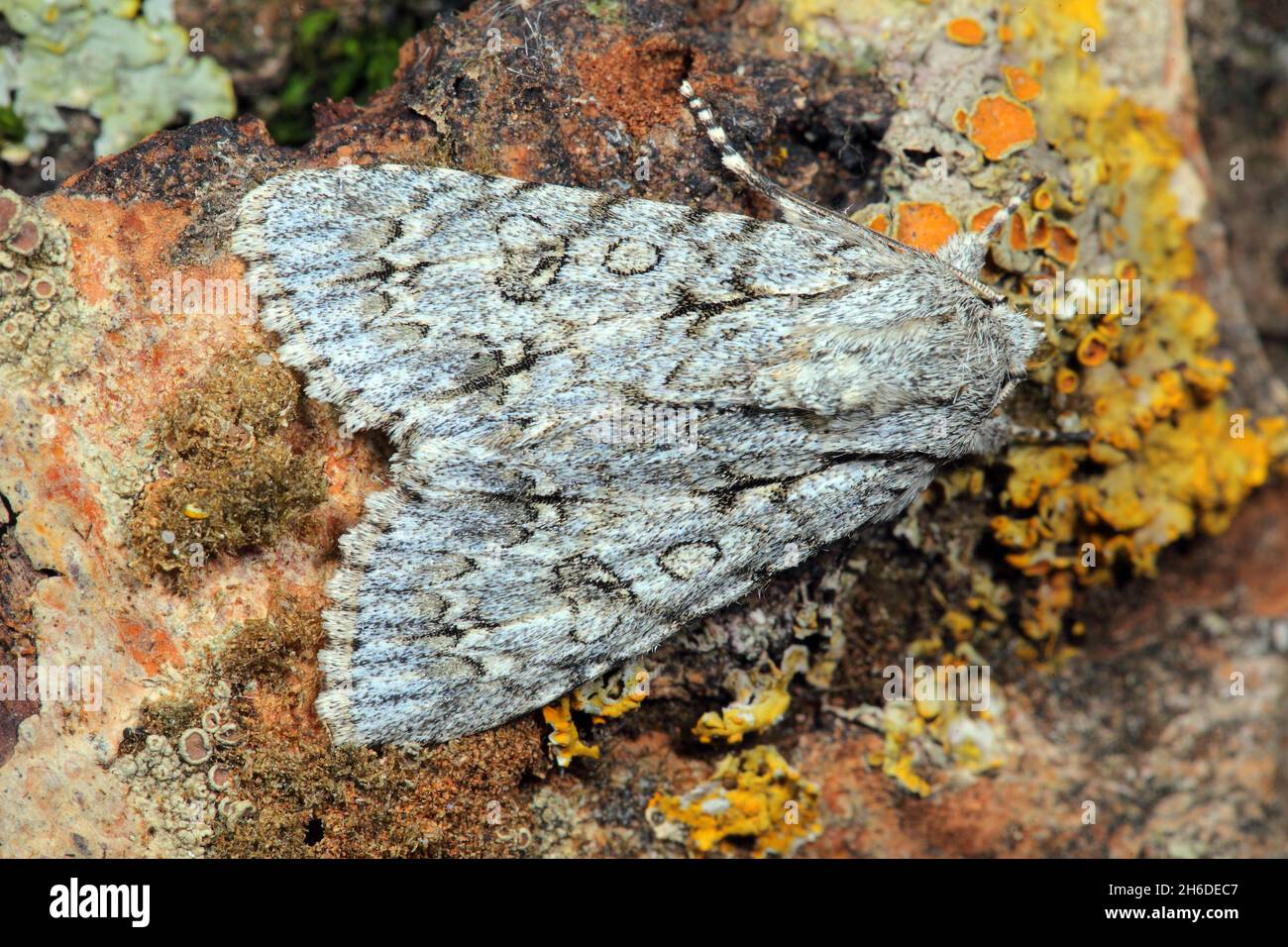 sycamore moth (Acronicta aceris), sits on bark, Germany Stock Photo - Alamy