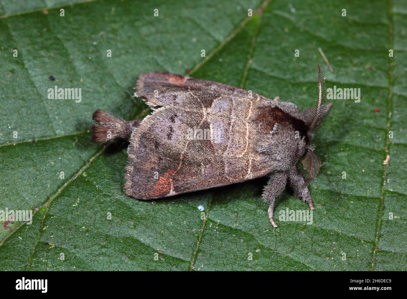 Small Chocolate-tip (Clostera pigra, Pygaera pigra), male sits on a ...