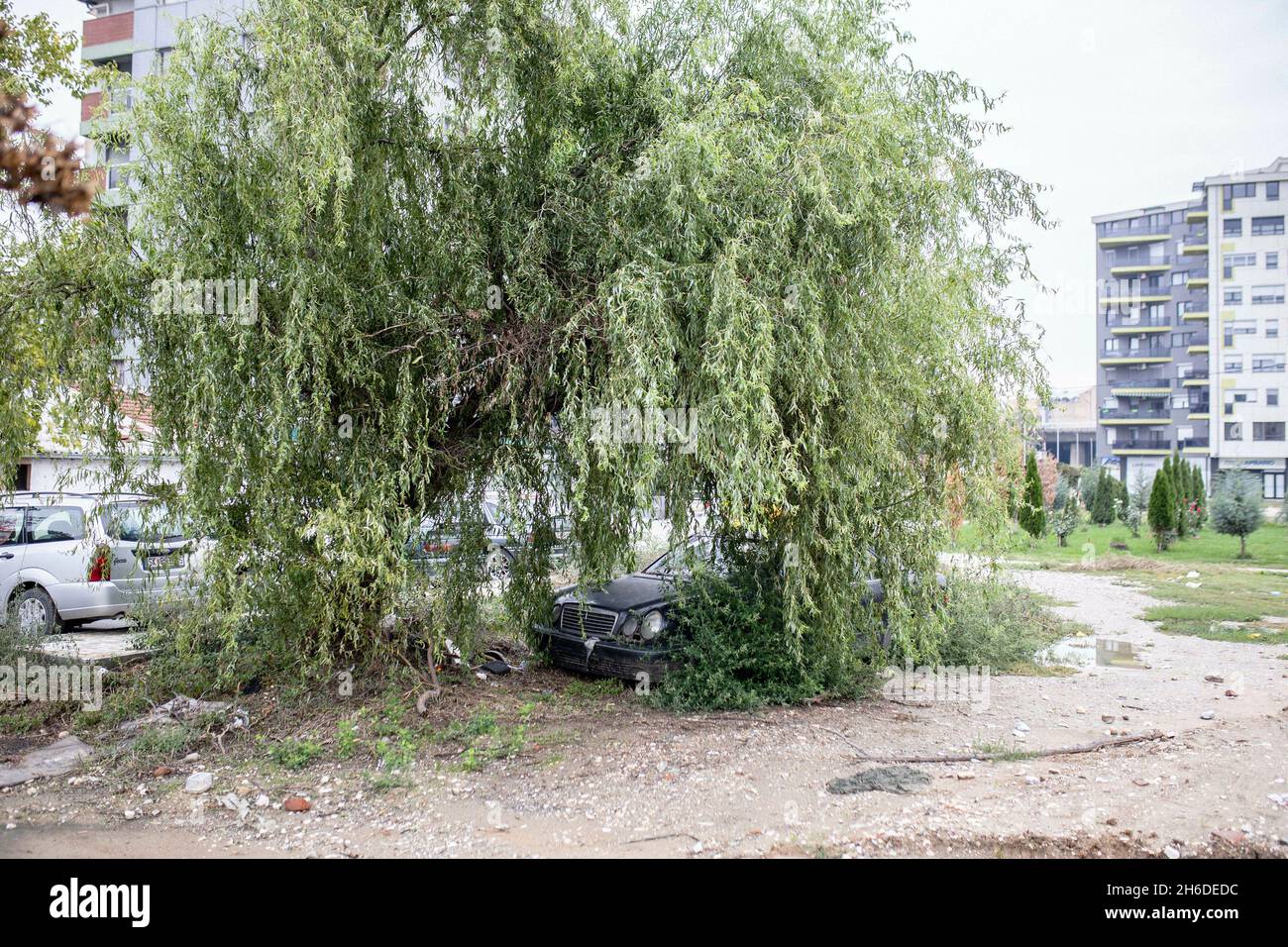 An old car is under a tree in Skopje, October 17, 2021. Copyright ...