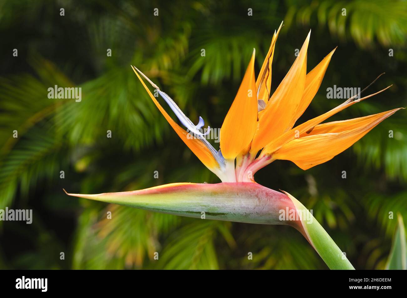 Crane flowers hi-res stock photography and images - Alamy