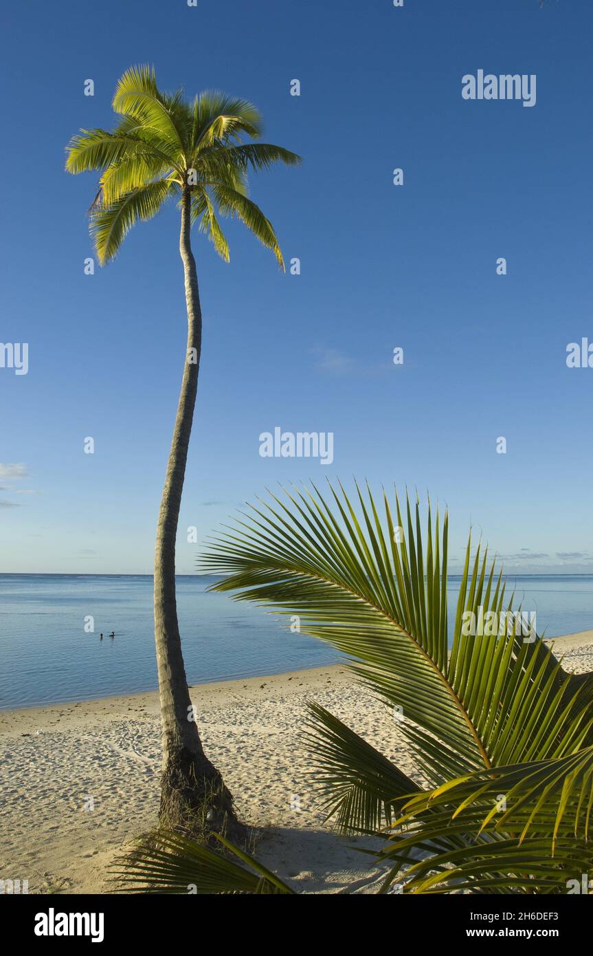coconut palm (Cocos nucifera), Beach on One Foot island, Cook Islands ...