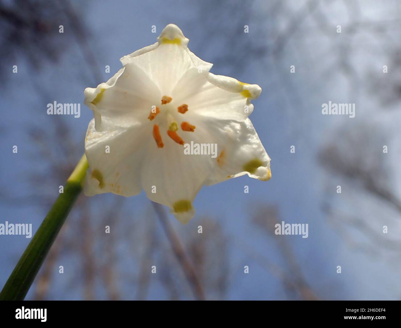 spring snowflake (Leucojum vernum), single flower from below, Germany ...