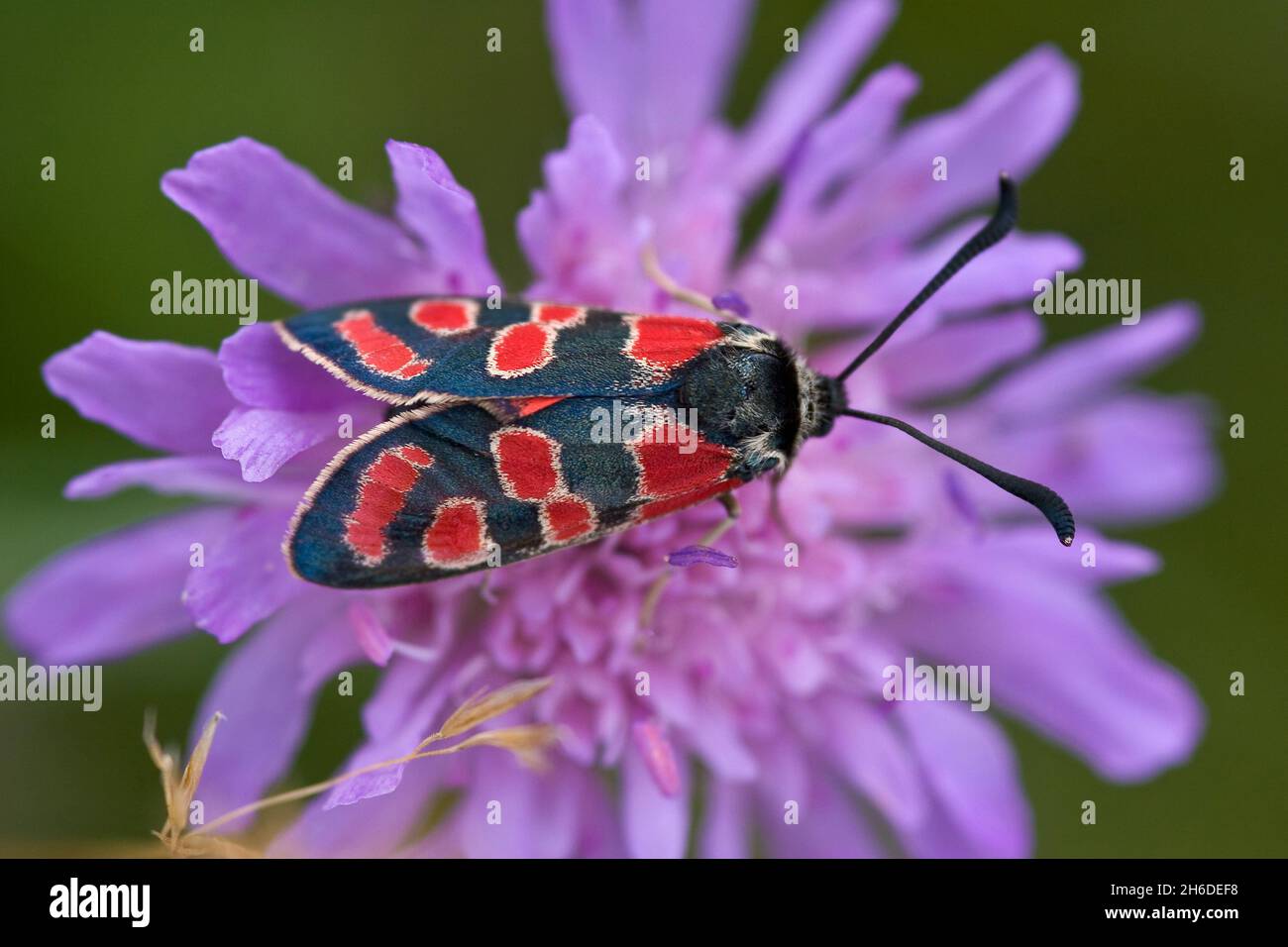 Blood Droplet Burnet, Six-spot Burnet (Zygaena carniolica, Agrumenia ...