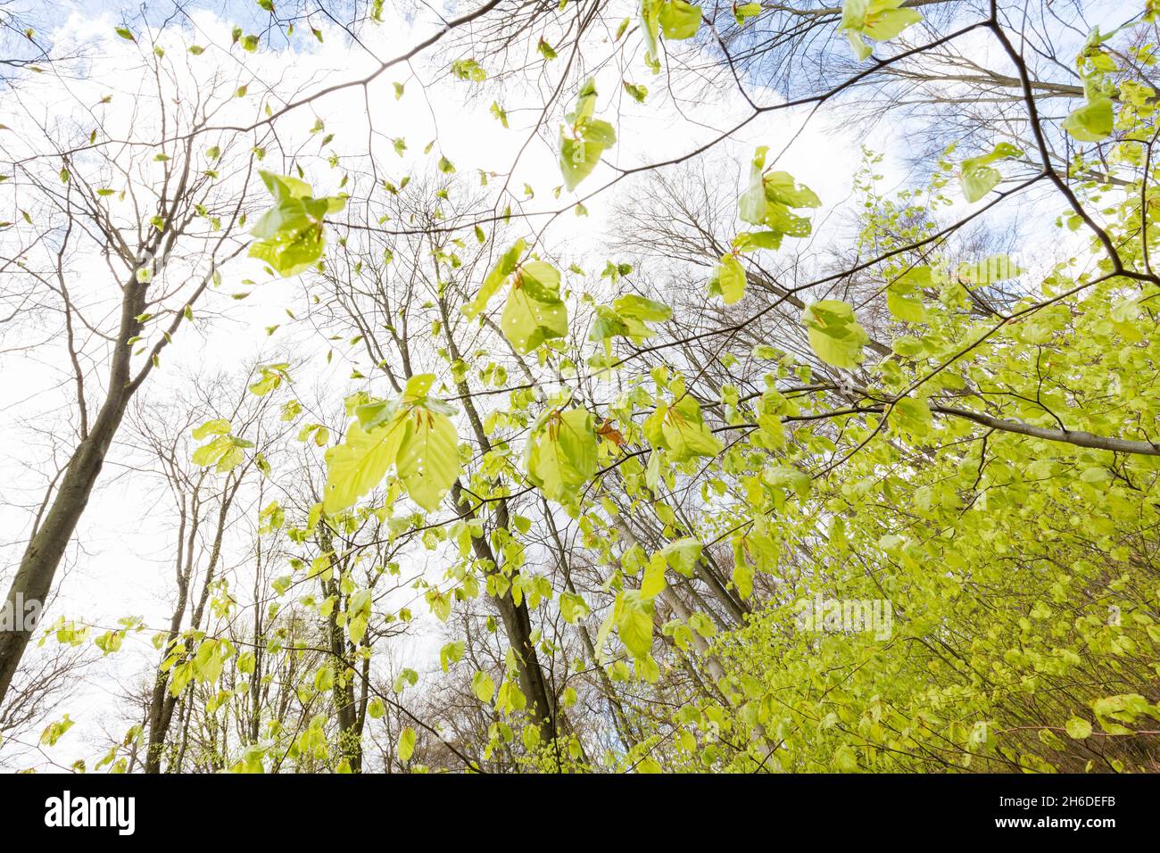common beech (Fagus sylvatica), view into the tree tops of young ...