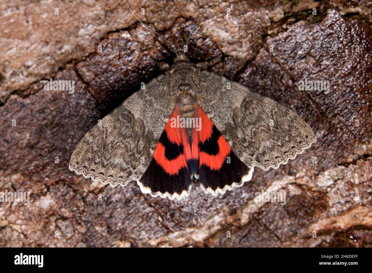 Red underwing moth hi-res stock photography and images - Alamy