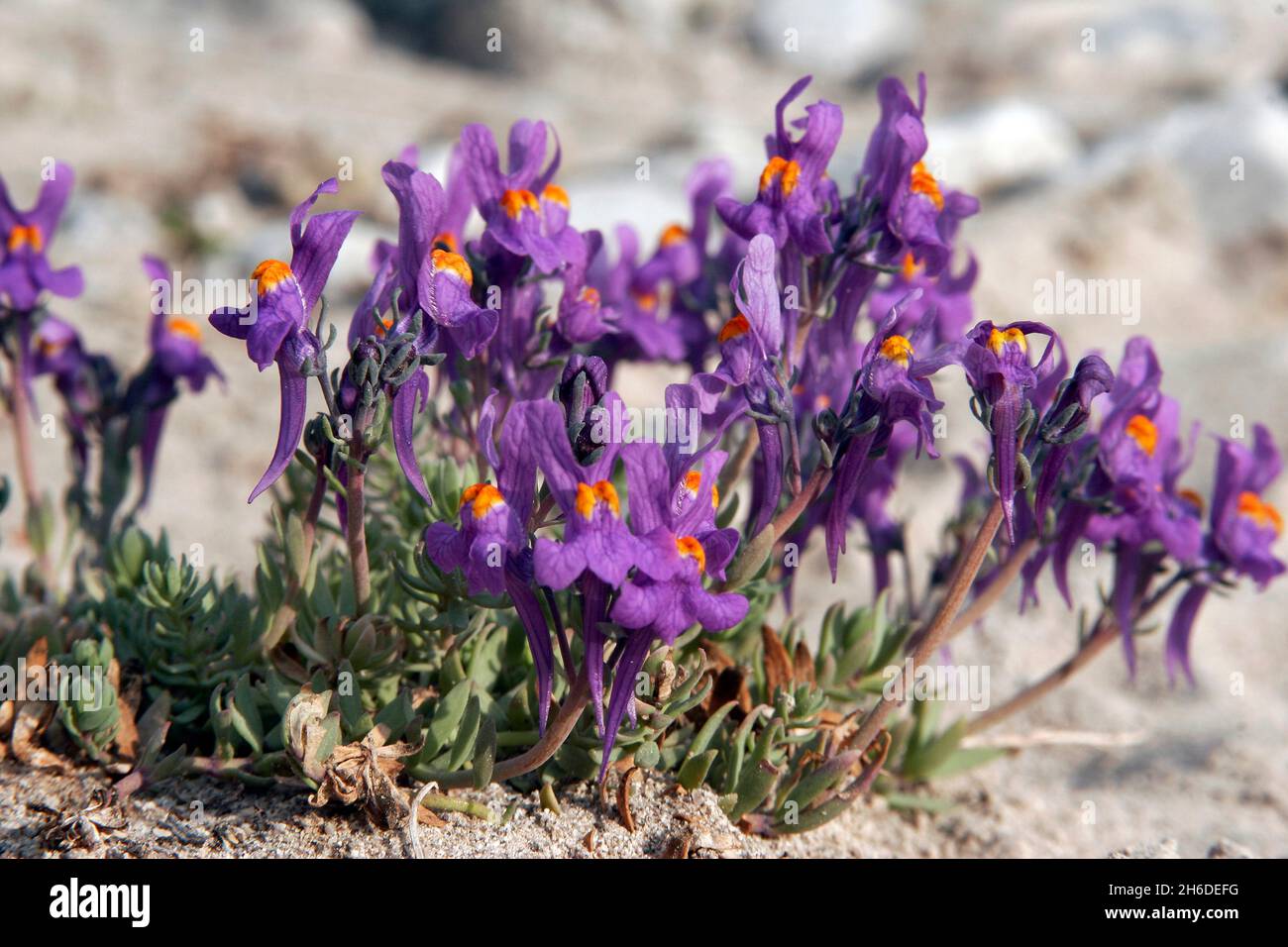 alpine toadflax (Linaria alpina), blooming on sandy ground, Germany ...