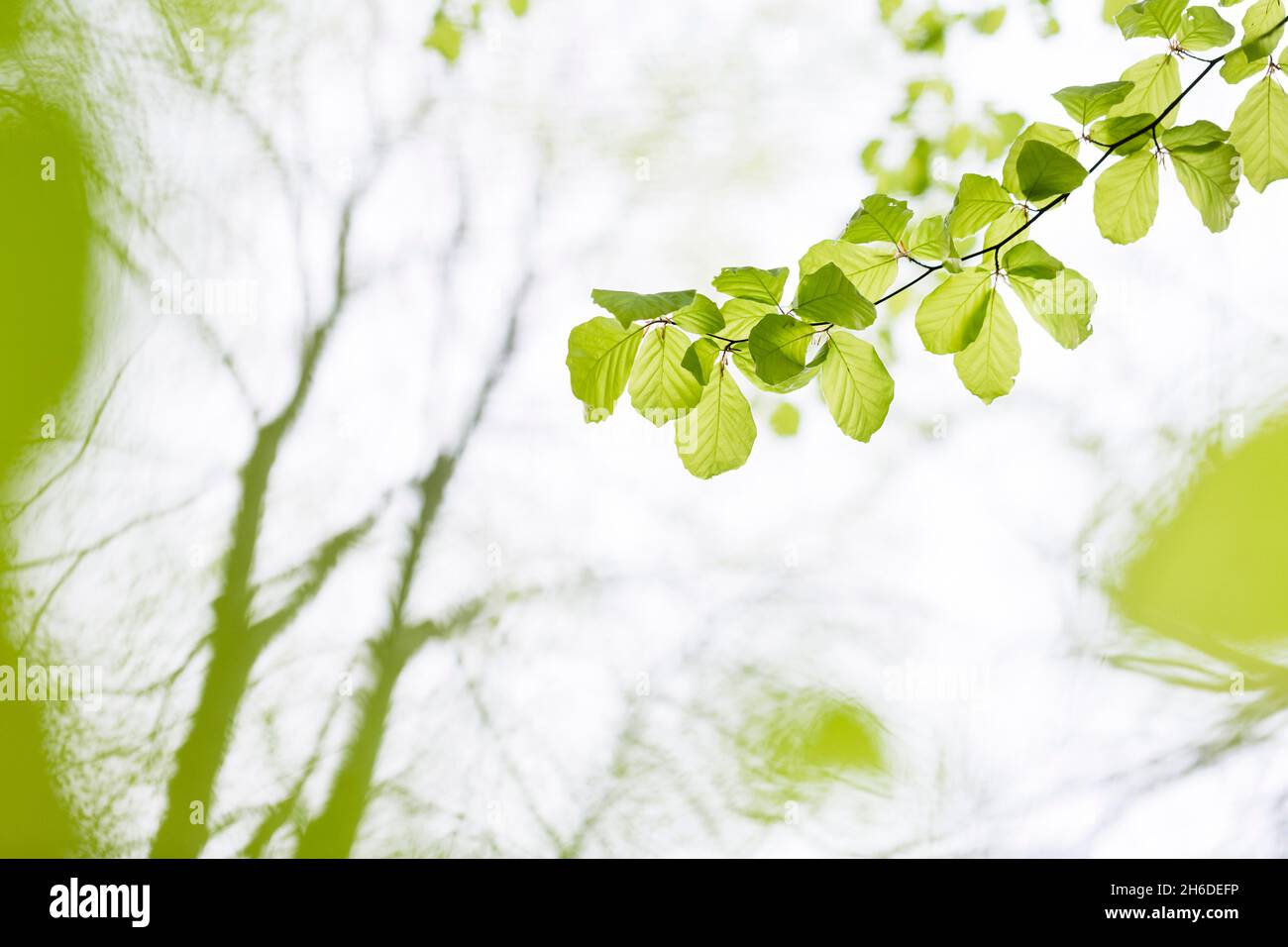 common beech (Fagus sylvatica), twig with young leaves in spring in ...