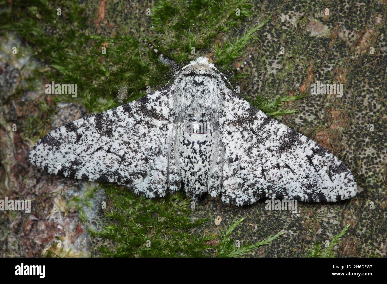 Peppered moth (Biston betularia, Biston betularius, Amphidasis ...