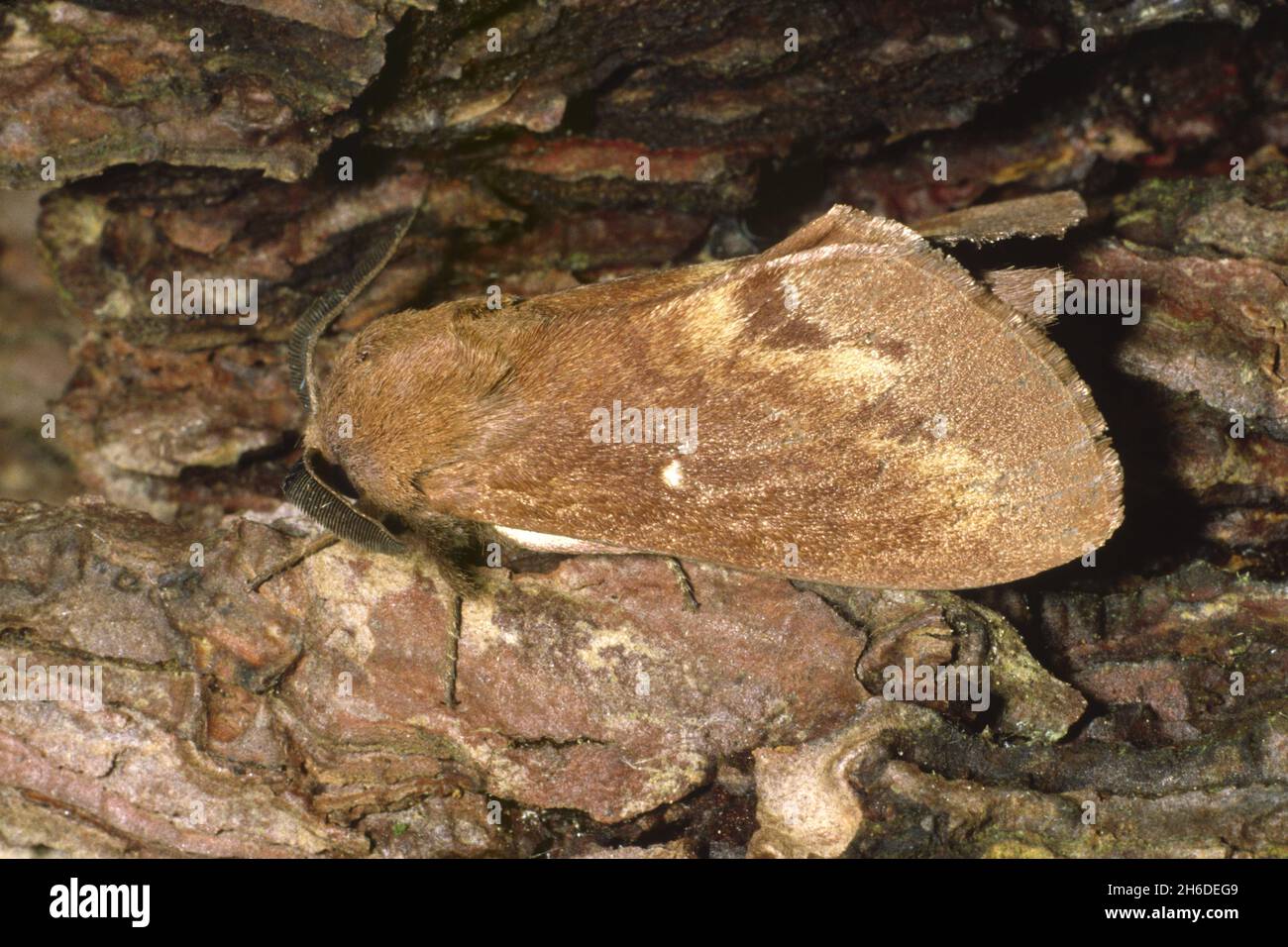 pine lappet, pine-tree lappet, European pine moth (Dendrolimus pini ...