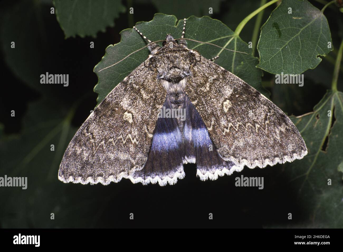 Blue underwing moth hi-res stock photography and images - Alamy