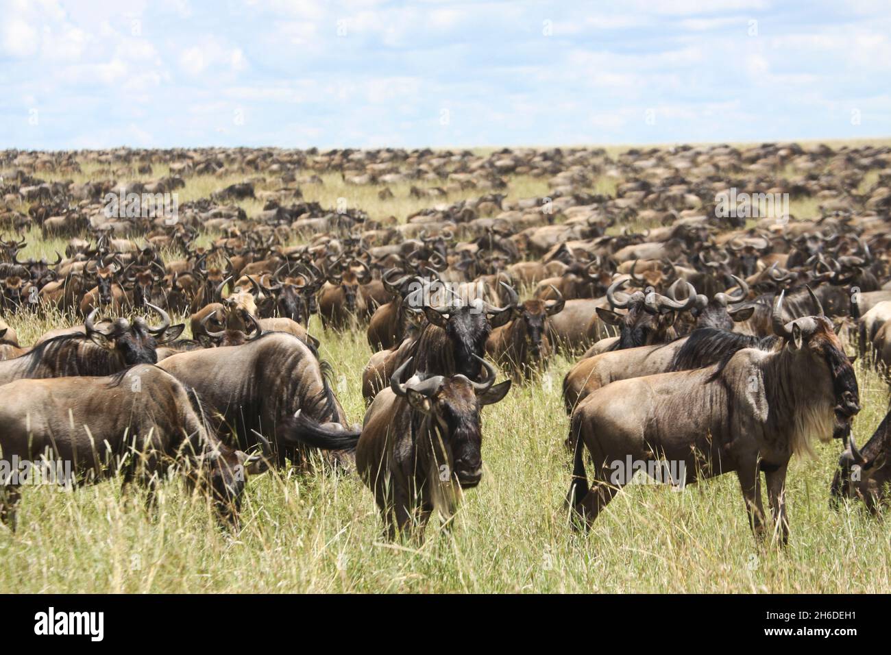 Zebra and wildebeest migrating animals hi-res stock photography and ...