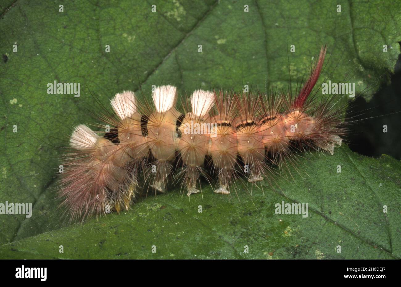 Red morphs hi-res stock photography and images - Alamy