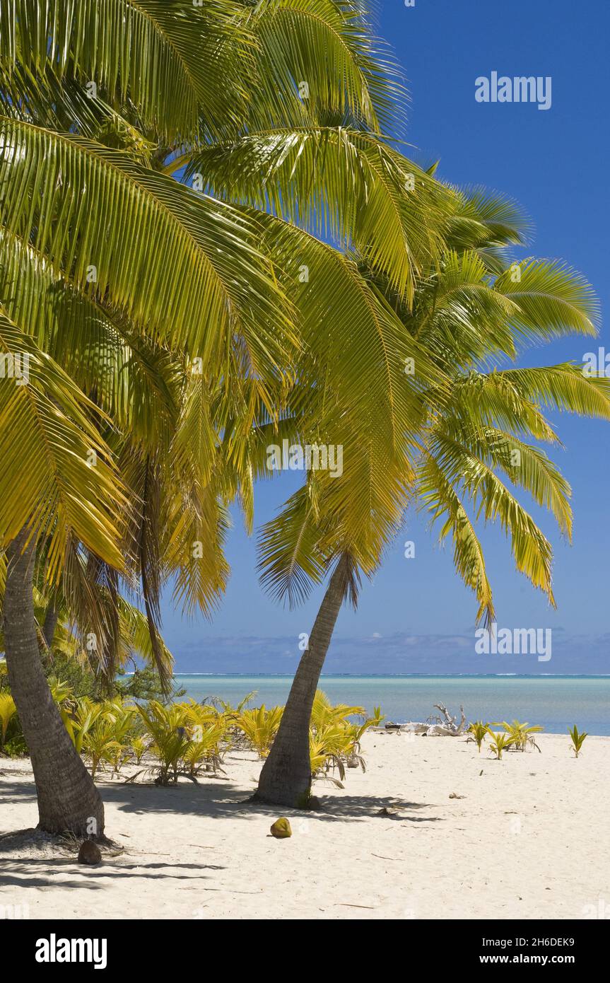 coconut palm (Cocos nucifera), Beach on One Foot island, Cook Islands ...