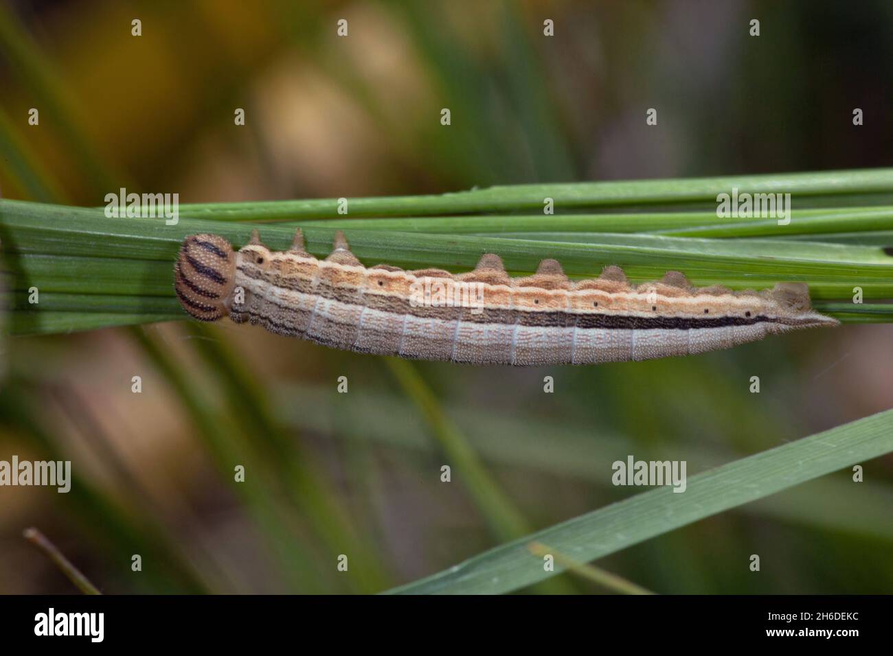 dryad (Minois dryas, Satyrus dryas), caterpillar at a blade of grass ...