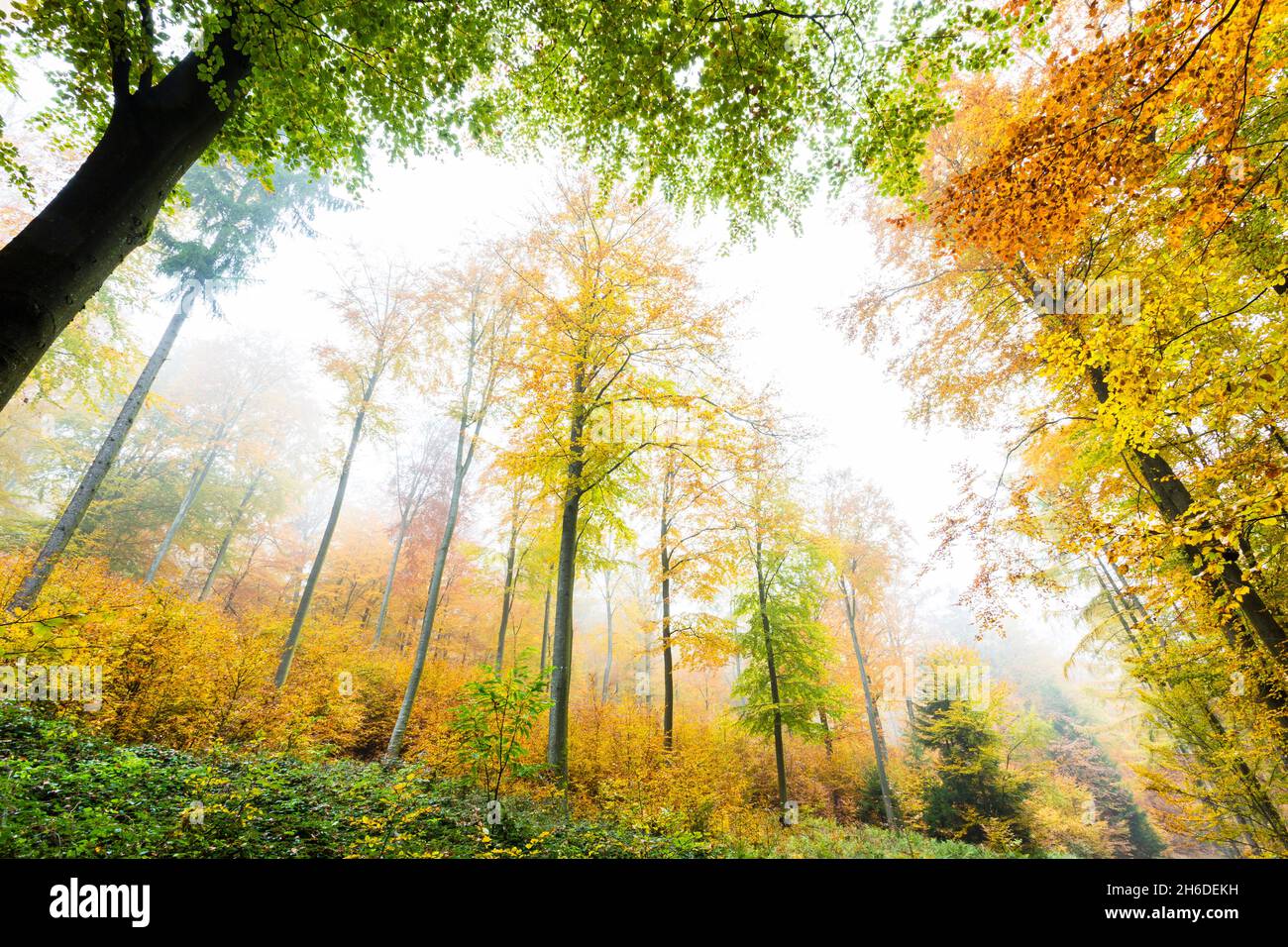 common beech (Fagus sylvatica), Mixed beech forest with different ...