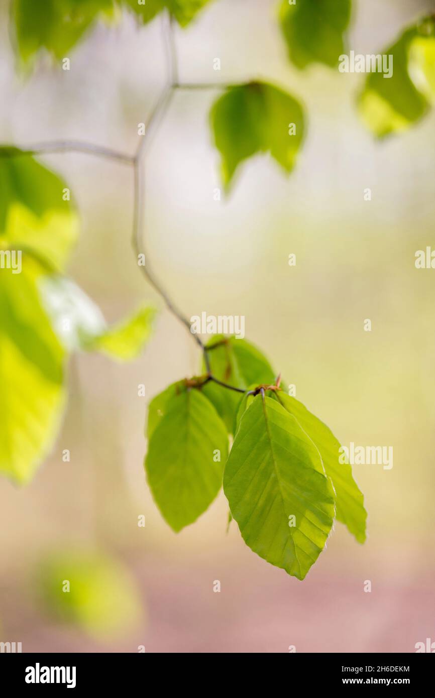 common beech (Fagus sylvatica), young leaves on a twig in spring, Tree ...