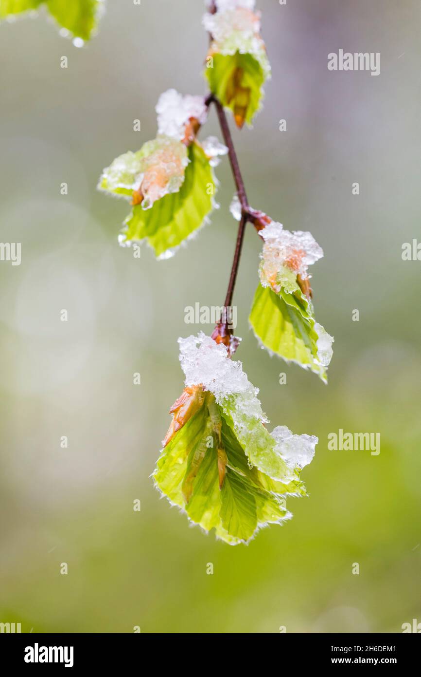 common beech (Fagus sylvatica), snow-covered twig with fresh snow at ...
