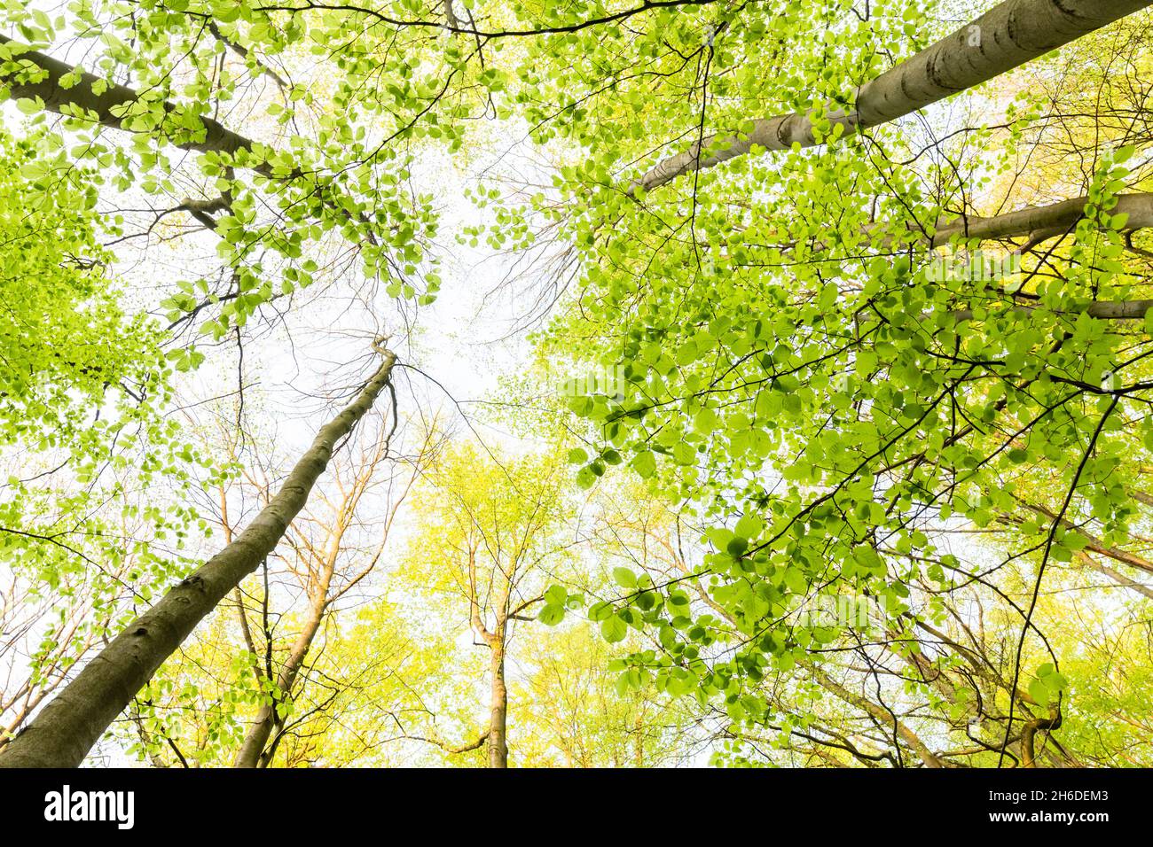 common beech (Fagus sylvatica), view into the tree tops of young ...