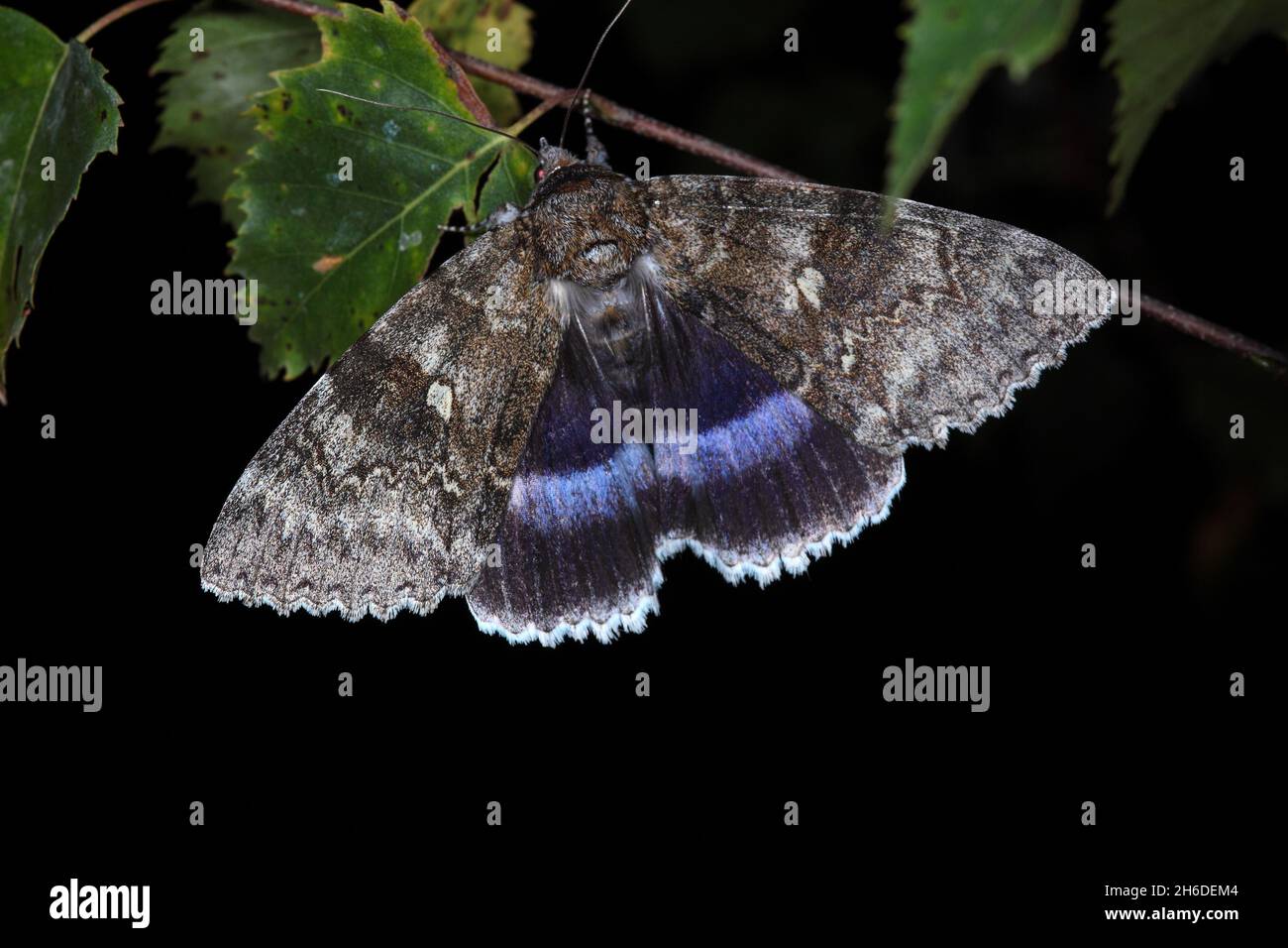 Blue underwing moth hi-res stock photography and images - Alamy
