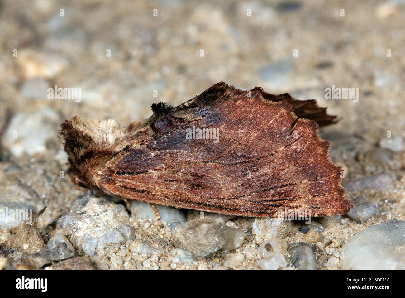 Coxcomb hi-res stock photography and images - Alamy