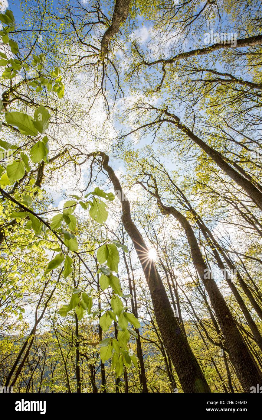 common beech (Fagus sylvatica), young beeches with fresh leaves in a ...