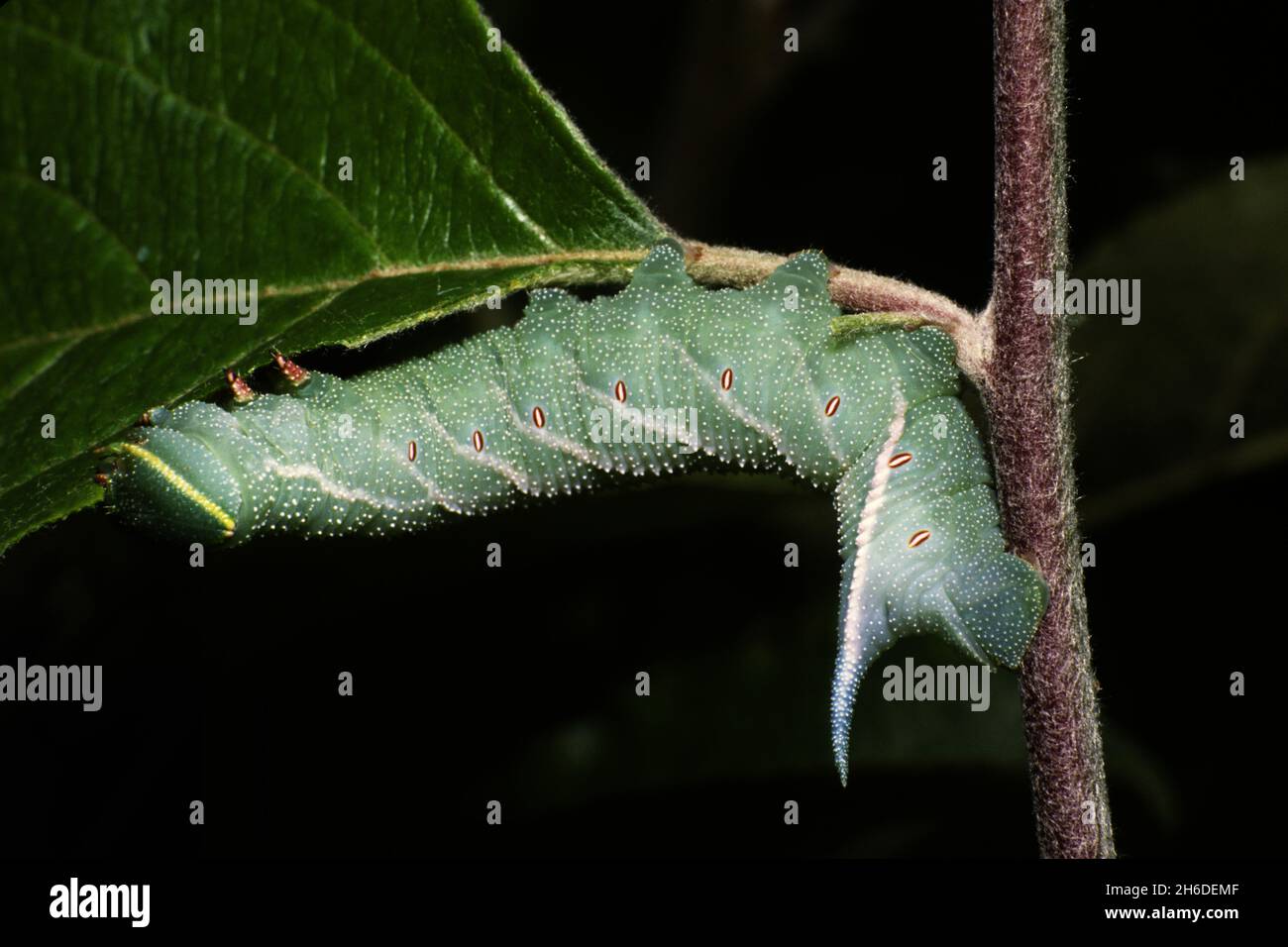 Eyed Hawk-Moth, Eyed Hawkmoth, Hawkmoths Hawk-moths (Smerinthus ...