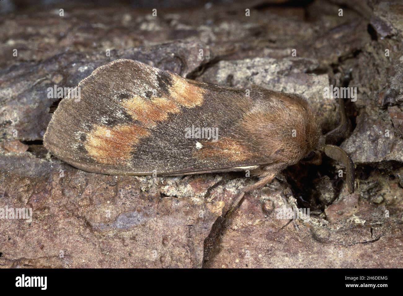 Lappet moth hi-res stock photography and images - Alamy