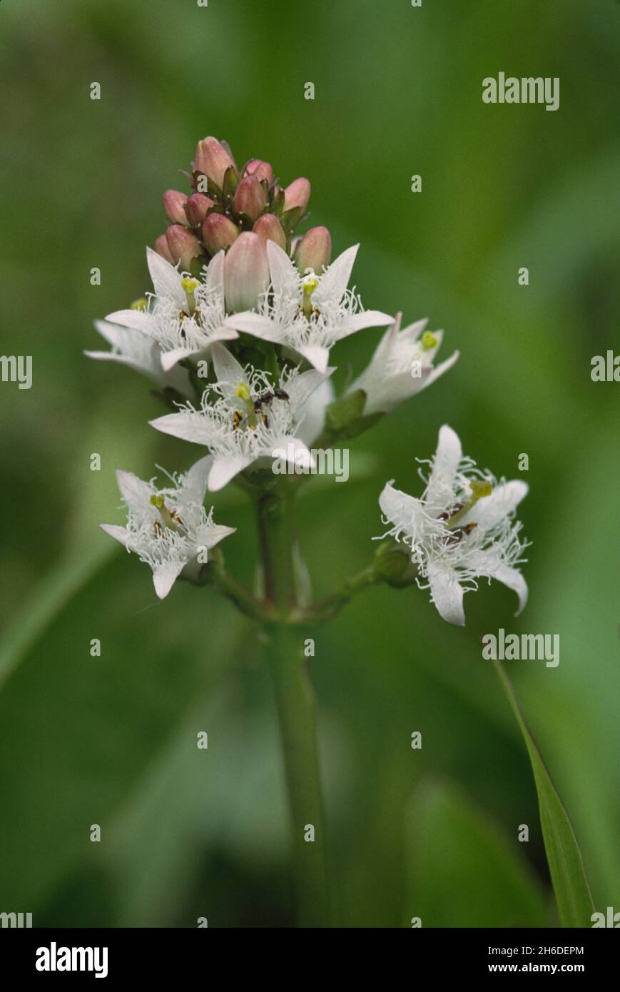 bogbean, buckbean (Menyanthes trifoliata), single inflorescence ...