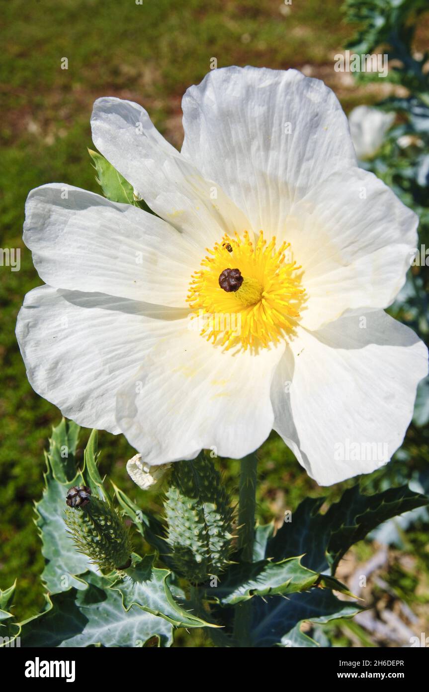 Blooms of hawaii hi-res stock photography and images - Alamy