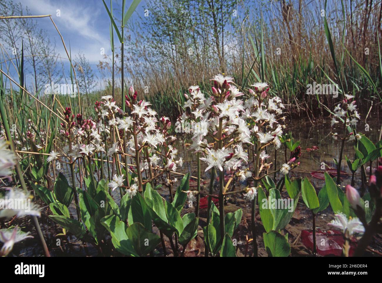 White flowers of bogbean hi-res stock photography and images - Alamy